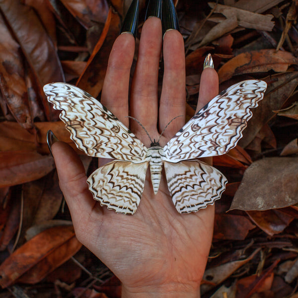 Paper White Witch Moth Multi-Pack - Moth & Myth