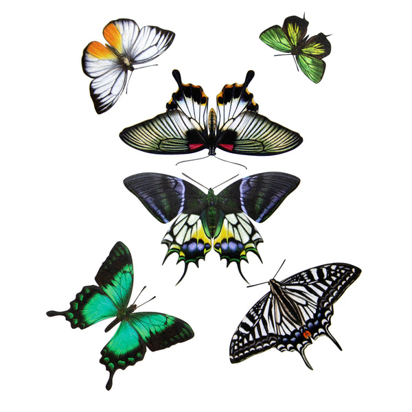 Individual Butterfly Sets - Moth & Myth