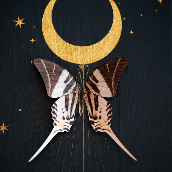 Paper Giant Swordtail Butterfly - Moth & Myth