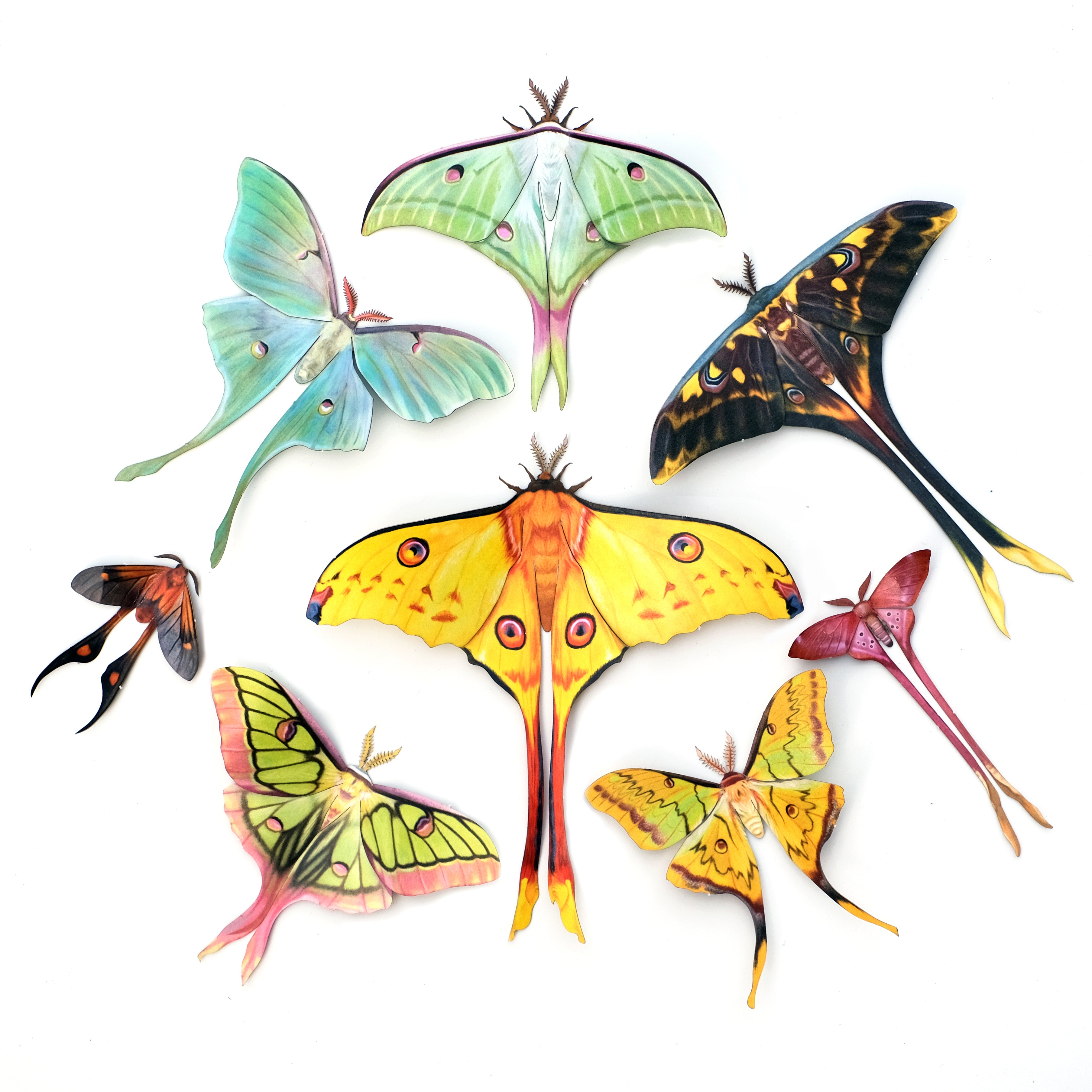 All Moths & Butterflies - Moth & Myth