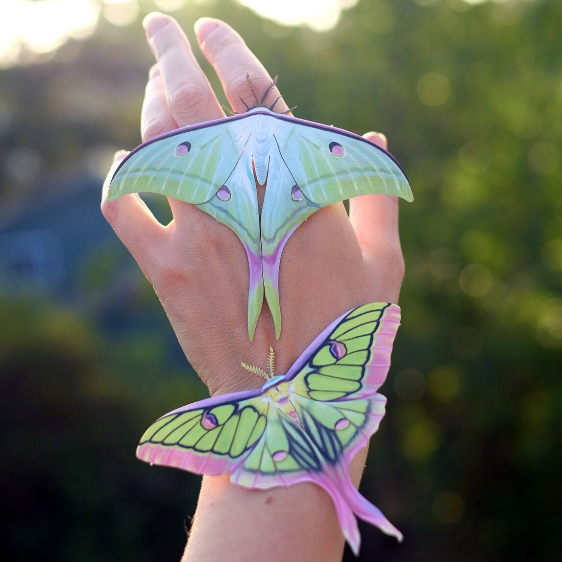 Indian Moon Moth Size Indian Moon Moth Size