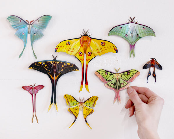Paper Madagascan Comet Moth - Moth & Myth