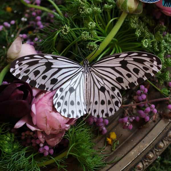 'Marble' Butterfly Set Reseller Wholesale - Moth & Myth