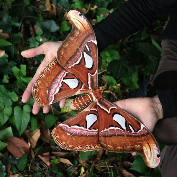 'Giant Atlas' Moth - Moth & Myth