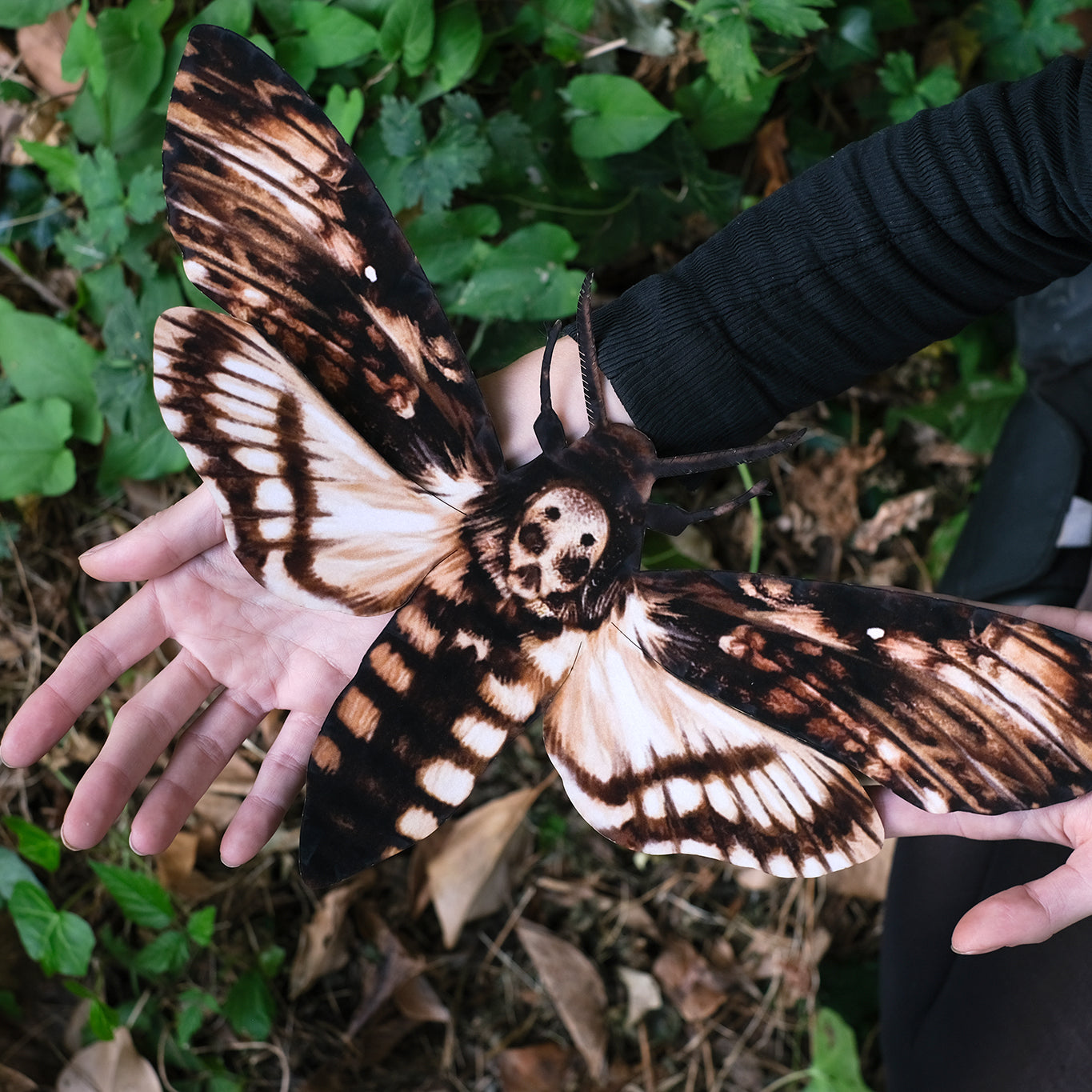 Giant Specimens - Moth & Myth