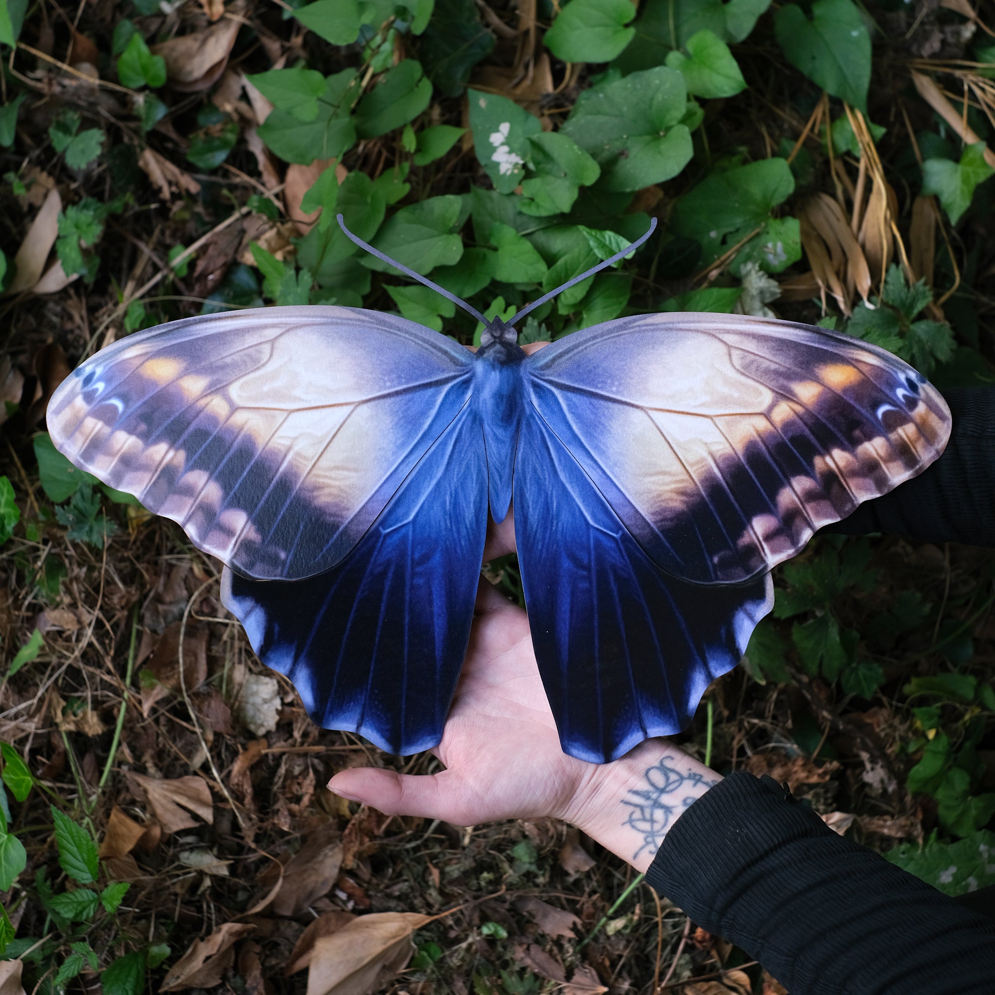 'Giant Blue Owl' Butterfly - Moth & Myth