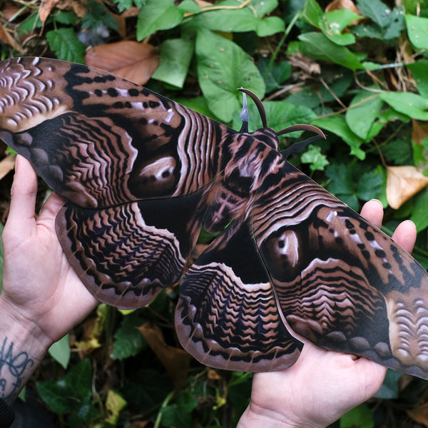 'Giant Owl' Moth - Moth & Myth