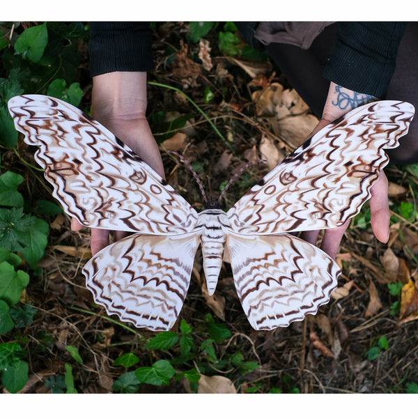 'Giant White Witch' Moth - Moth & Myth