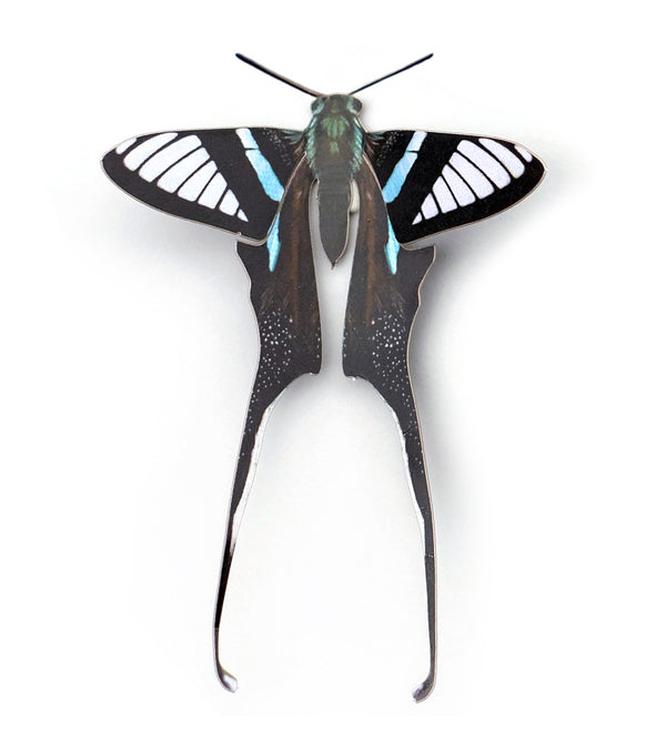 Life-Sized Moths & Butterflies Custom Page 2 - Moth & Myth