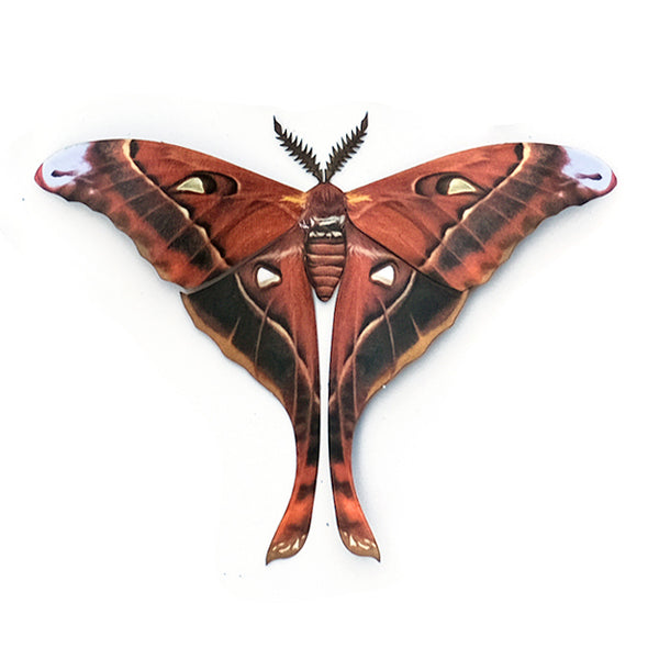 Paper Hercules Moth - Moth & Myth