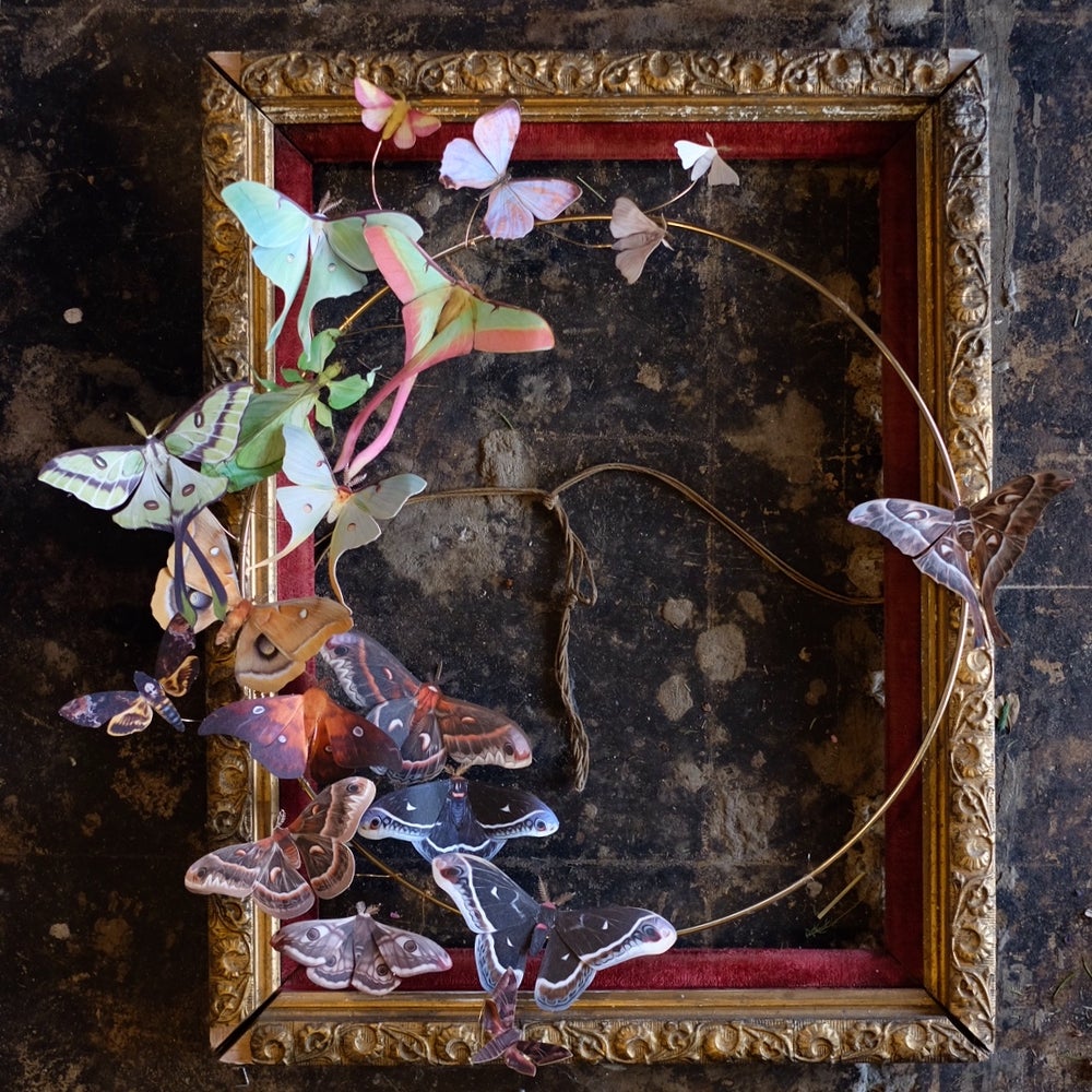 Paper Moth 19-Piece Set 'The Specimen Collection' - Moth & Myth