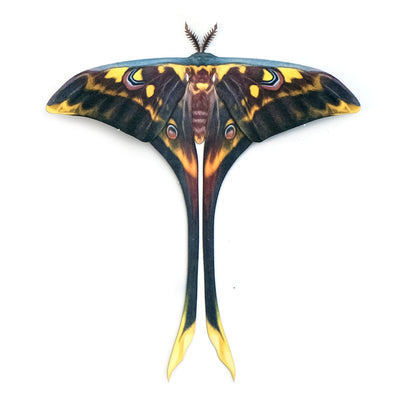 Paper Isis Moon Moth - Moth & Myth