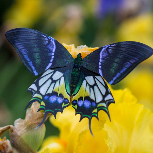 Paper Kaiser-i-Hind Butterfly - Moth & Myth