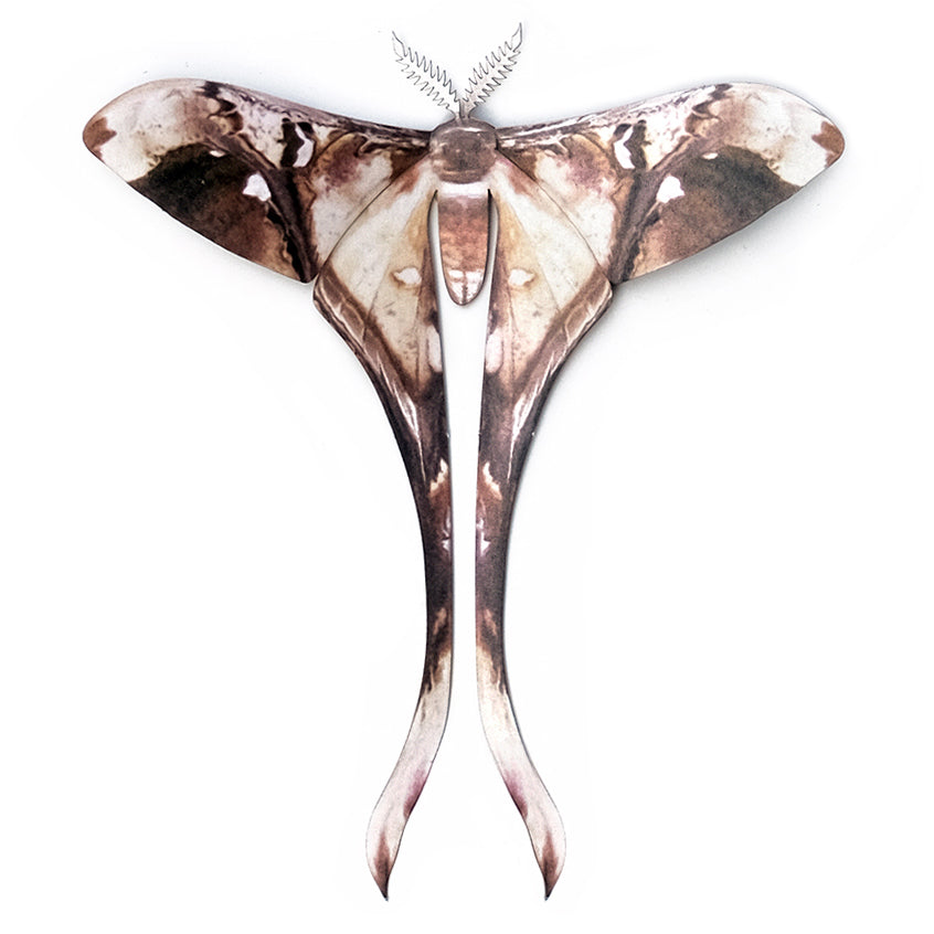 Paper Long-Tailed Leaf Moth - Moth & Myth