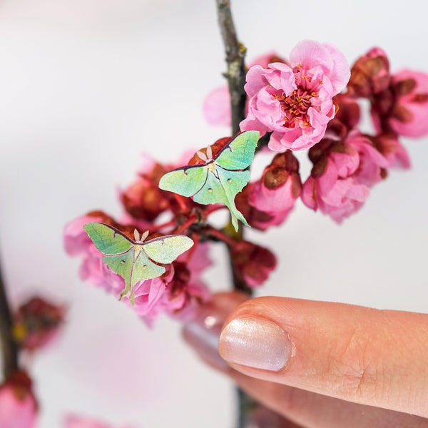 'Snowmoon' Micro Luna Moth Collection - Artist Discount - Moth & Myth