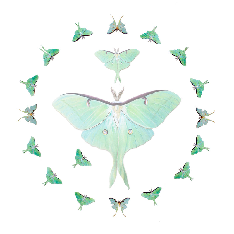 All Moths & Butterflies Page 2 - Moth & Myth