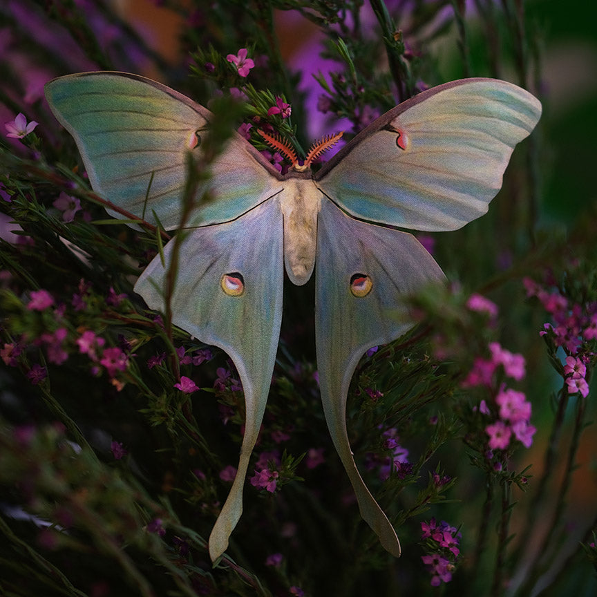 Paper Luna Moth Moth Myth paper-luna-moth-moth-myth