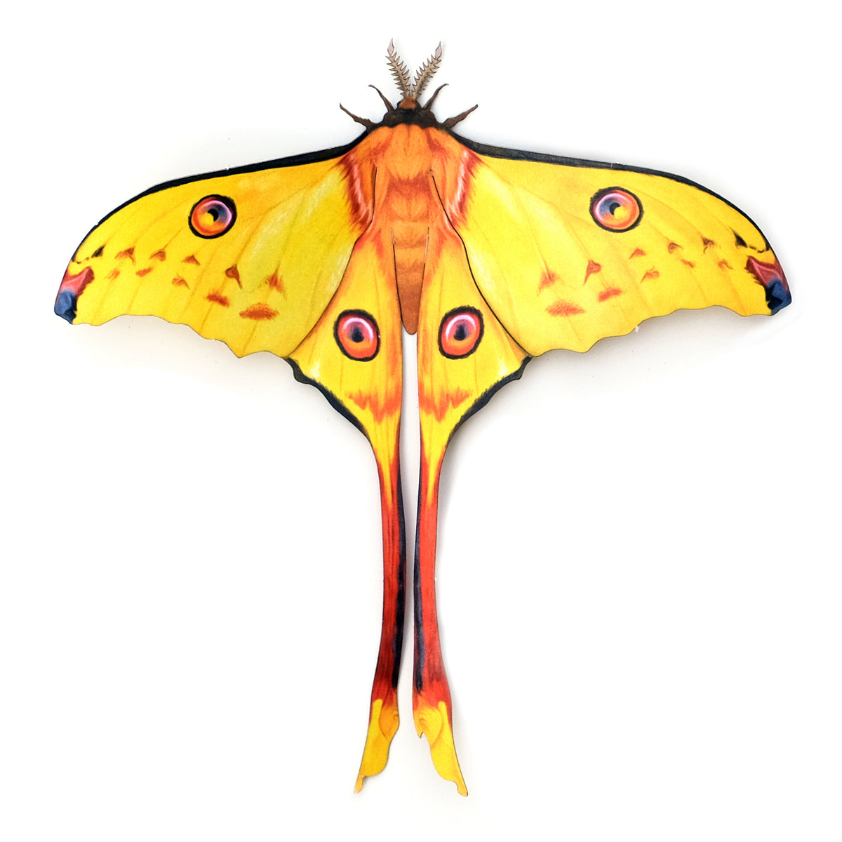 Life-Sized Moths & Butterflies Custom - Moth & Myth
