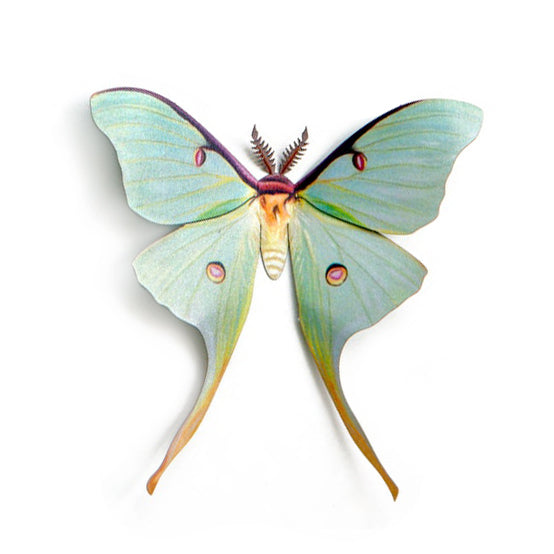 Paper Luna Moth - Moth & Myth