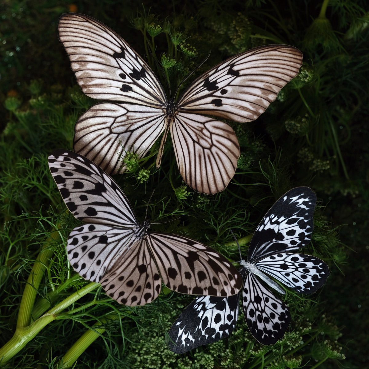 Paper Black & White Butterfly Set - 'Marble' - Moth & Myth