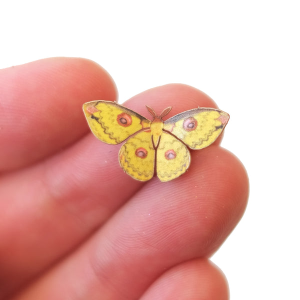 'Micro Golden Emperor' Moth - Moth & Myth