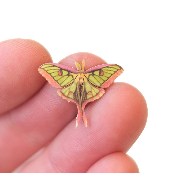 'Micro Hybrid Luna' Moth - Moth & Myth
