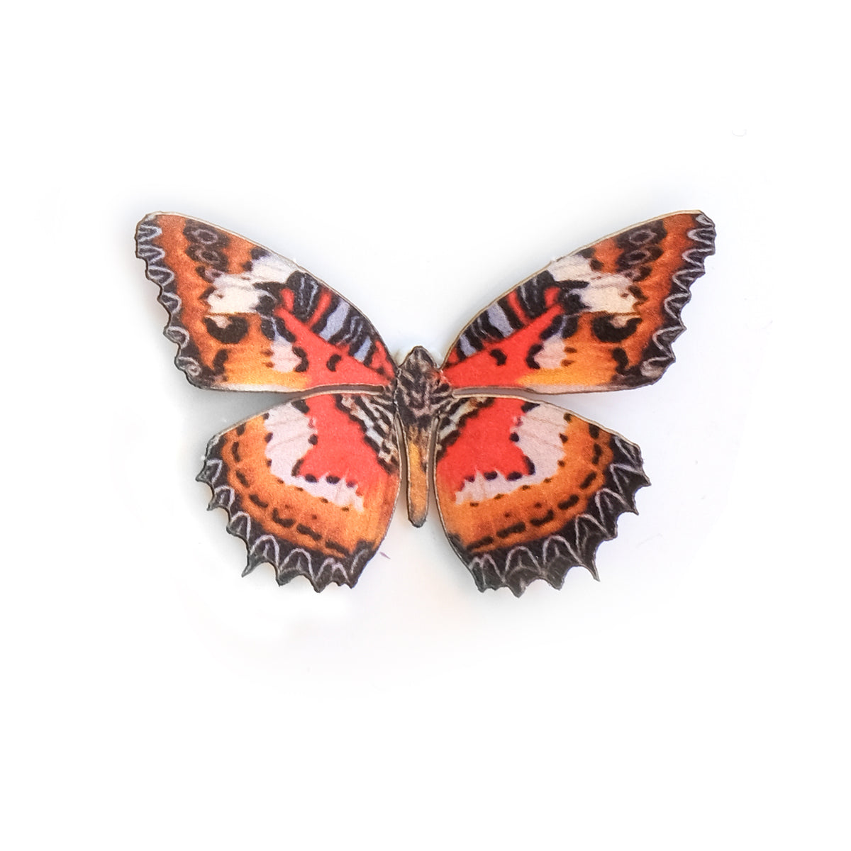'Mini Malay Lacewing' Butterfly - Moth & Myth
