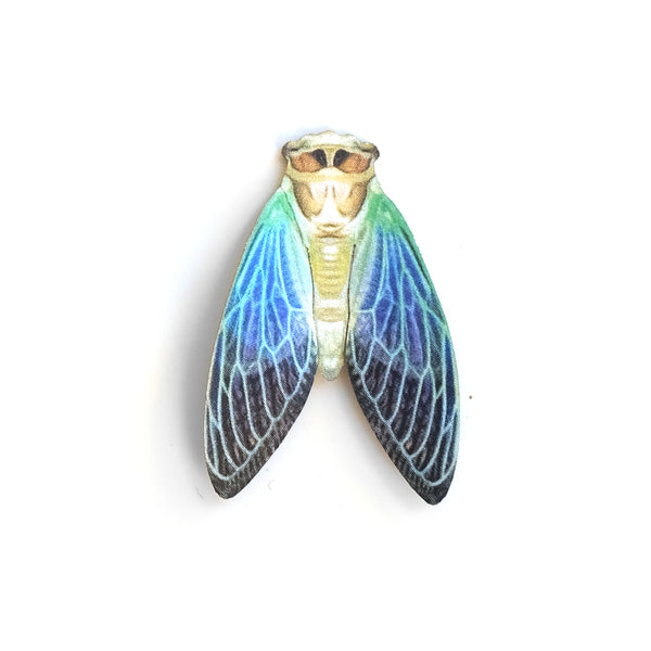 'Mini Wings Down' Cicada - Moth & Myth