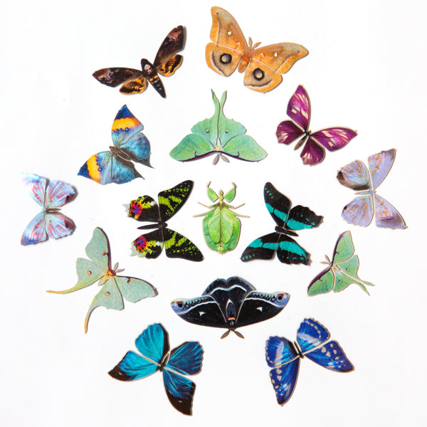 Mini Indian Oakleaf Butterfly Moth Myth