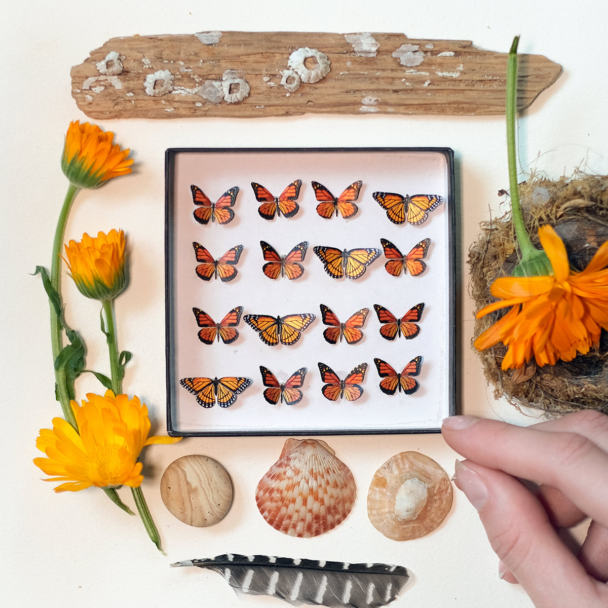 Paper Micro Monarch Butterfly Set 'Marmalade' - Moth & Myth