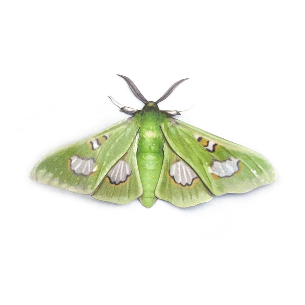 Paper Moonlight Queen Moth - Moth & Myth