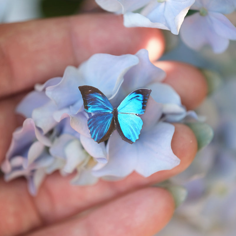 Micro Blue Morpho Paper Butterfly Set - Moth & Myth