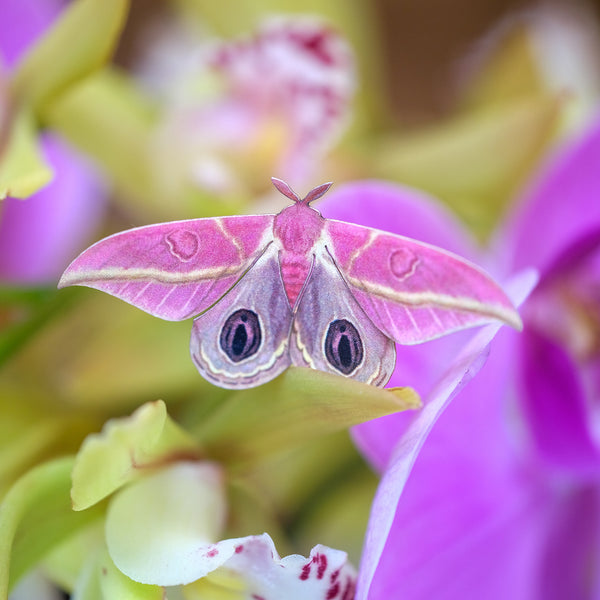 'Mini Dognin’s Pink Bullseye' Moth - Moth & Myth