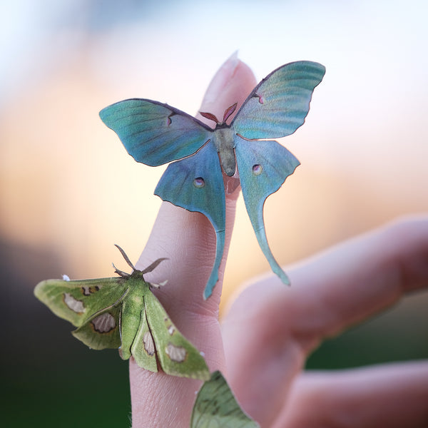 'Mini Moonlight Queen' Moth - Moth & Myth