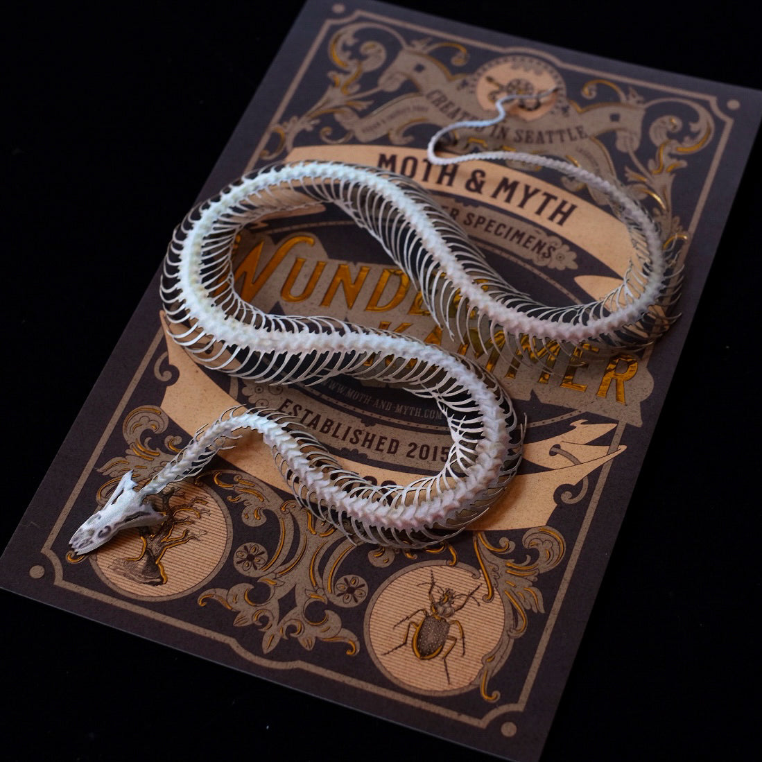 Paper Snake Skeleton Replica - Moth & Myth