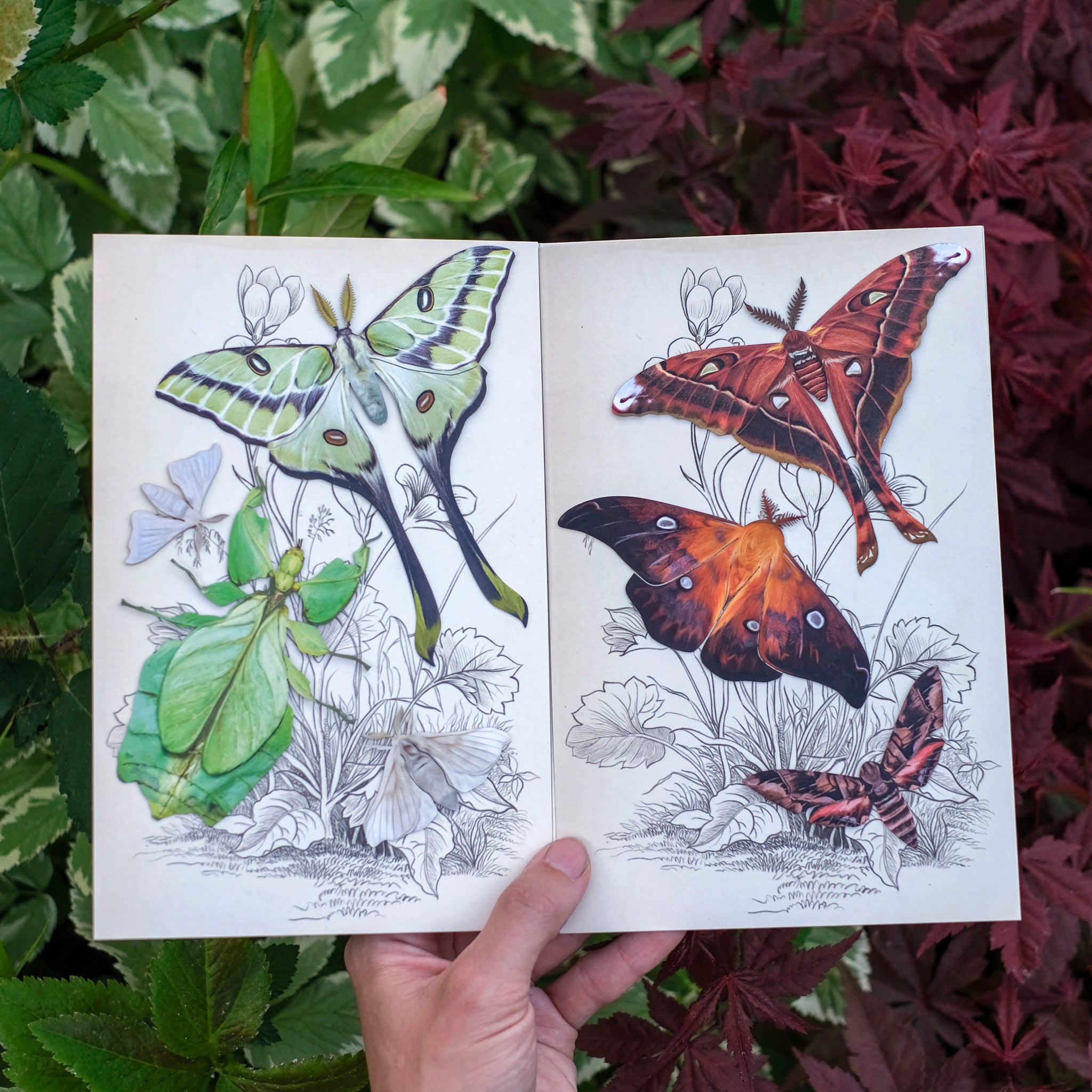 Paper Moth 19-Piece Set 'The Specimen Collection' - Moth & Myth