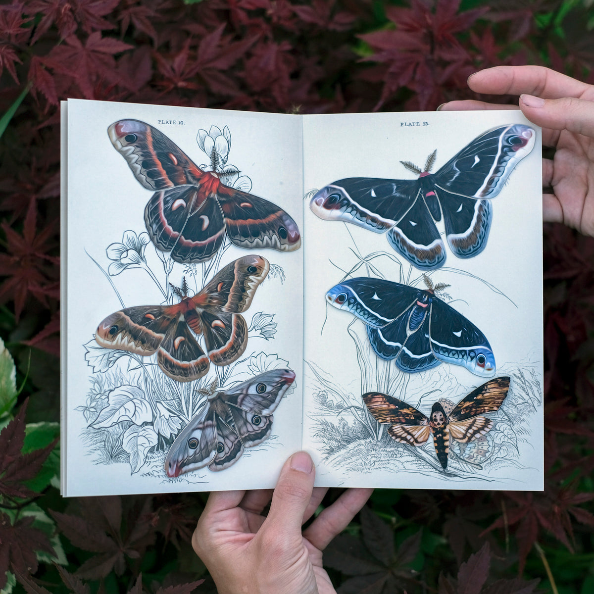 Paper Moth 19-Piece Set 'The Specimen Collection' - Moth & Myth