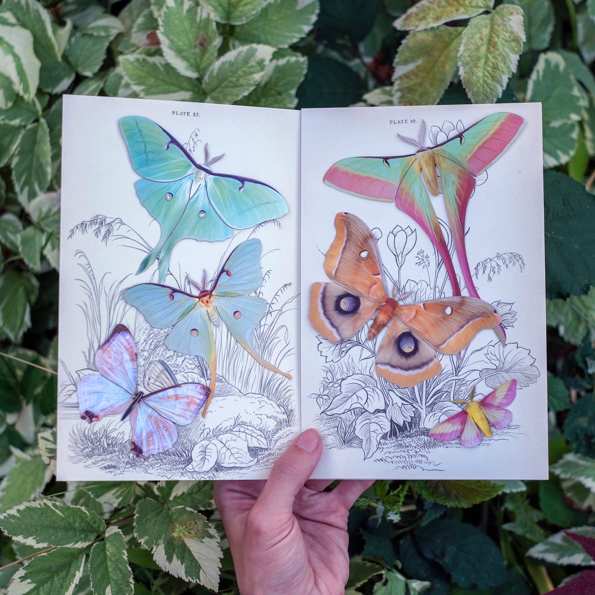 Paper Moth 19-Piece Set 'The Specimen Collection' - Moth & Myth