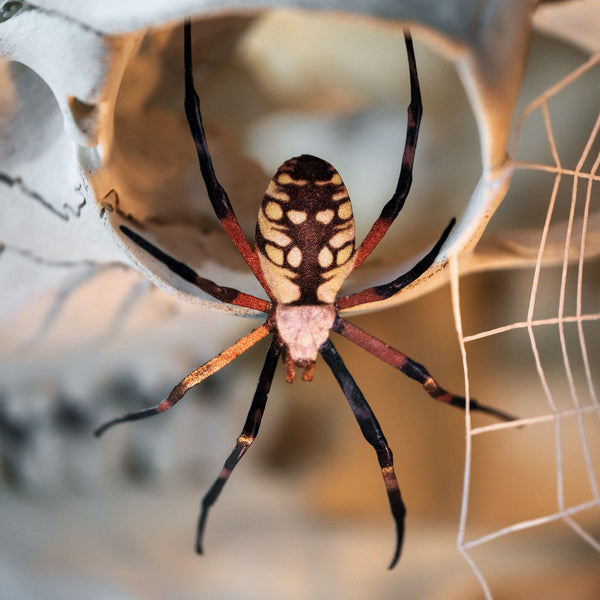 Paper Spider Cutouts Multi-Pack - Moth & Myth