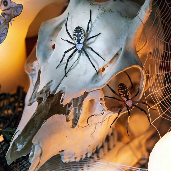 Paper Spider Cutouts Multi-Pack - Moth & Myth