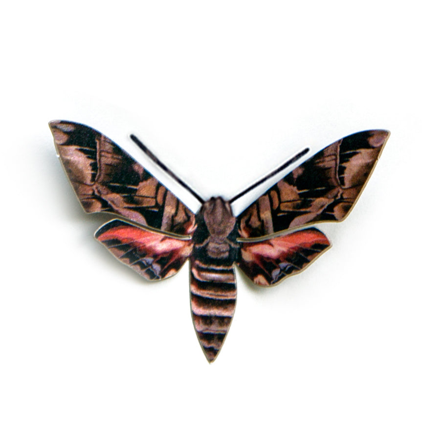 Paper Typhon Sphinx Moth - Moth & Myth