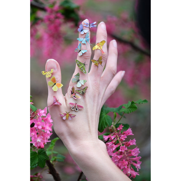 'Micro Cleopatra' Butterfly - Moth & Myth