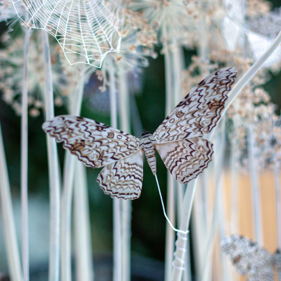 Paper White Witch Moth Multi-Pack - Moth & Myth