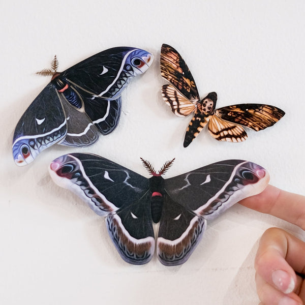 Paper Calleta Moth, Female - Moth & Myth