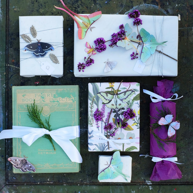 Paper Moth 19-Piece Set 'The Specimen Collection' - Moth & Myth