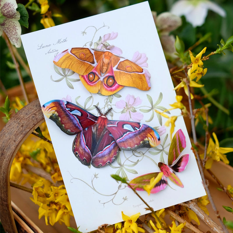 Paper Atlas Moth Set 'Amber' - Moth & Myth