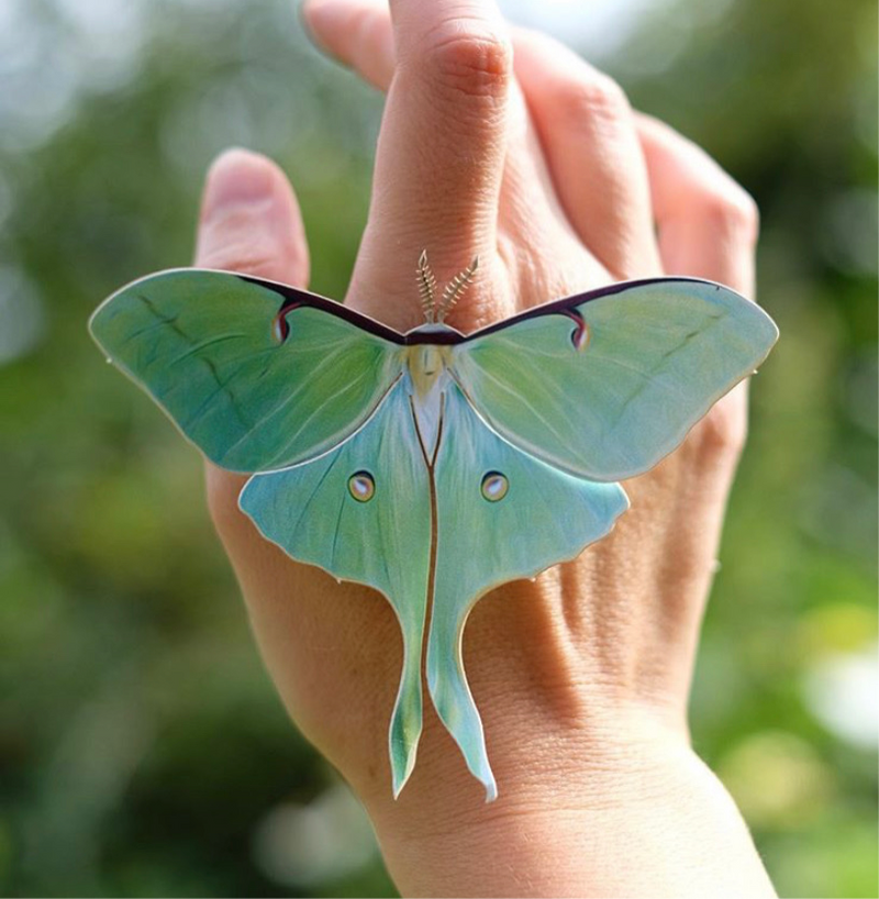 Moth and Myth