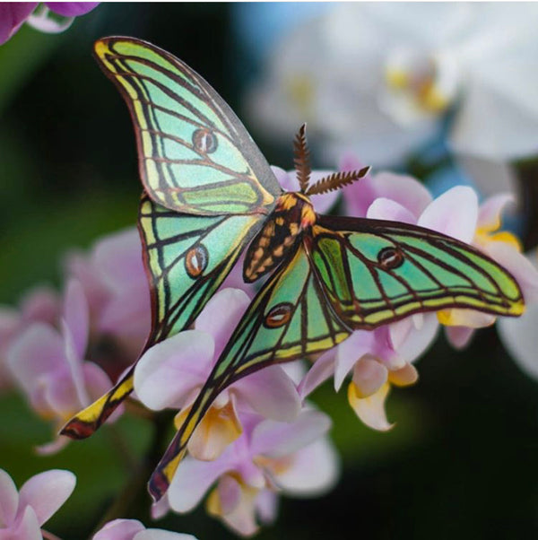 Paper Spanish Moon Moth Set - 'Jade' - Moth & Myth