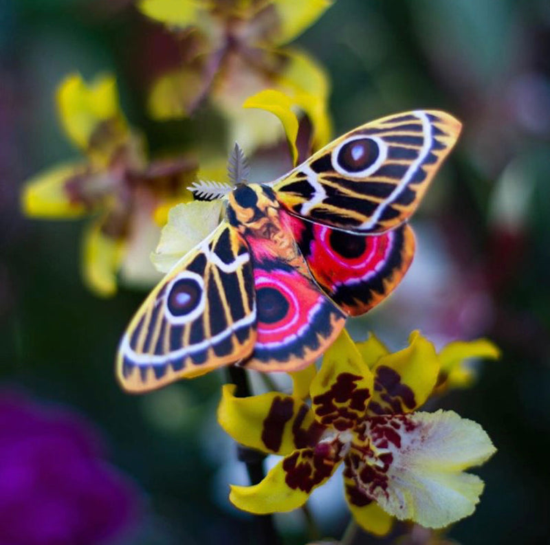 Paper Spanish Moon Moth Set - 'Jade' - Moth & Myth